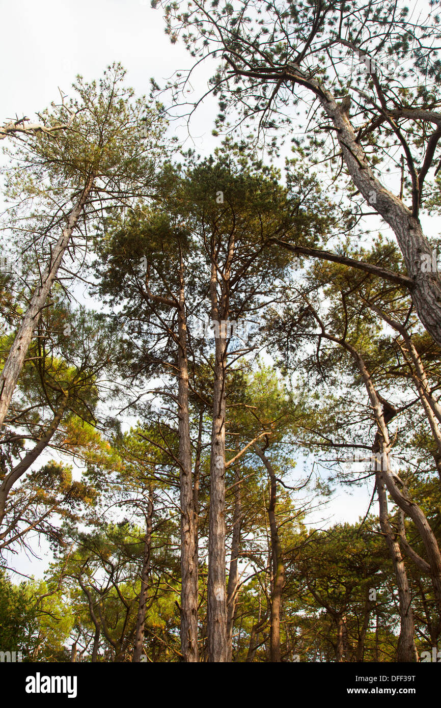 Scots pine canopy Stock Photo - Alamy