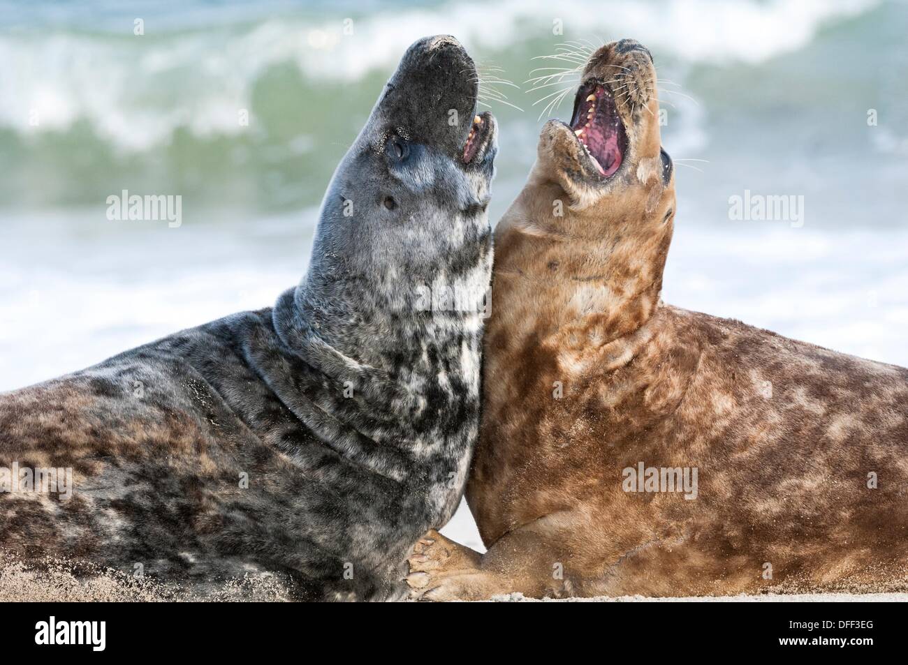 Two grey seals Halichoerus grypus fighting on the sandy beach Helgoland ...