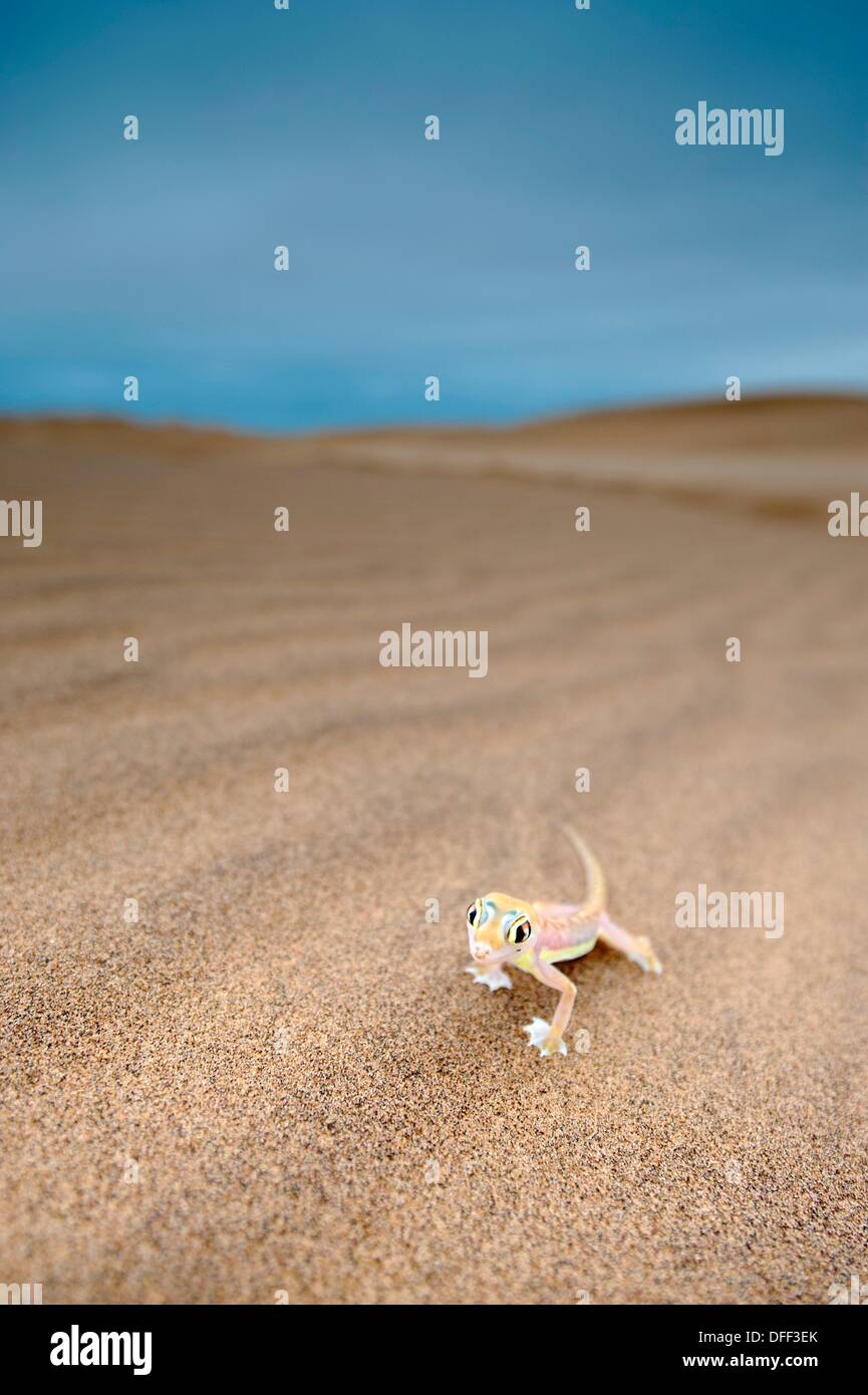 Dune Sand Gecko High Resolution Stock Photography and Images - Alamy