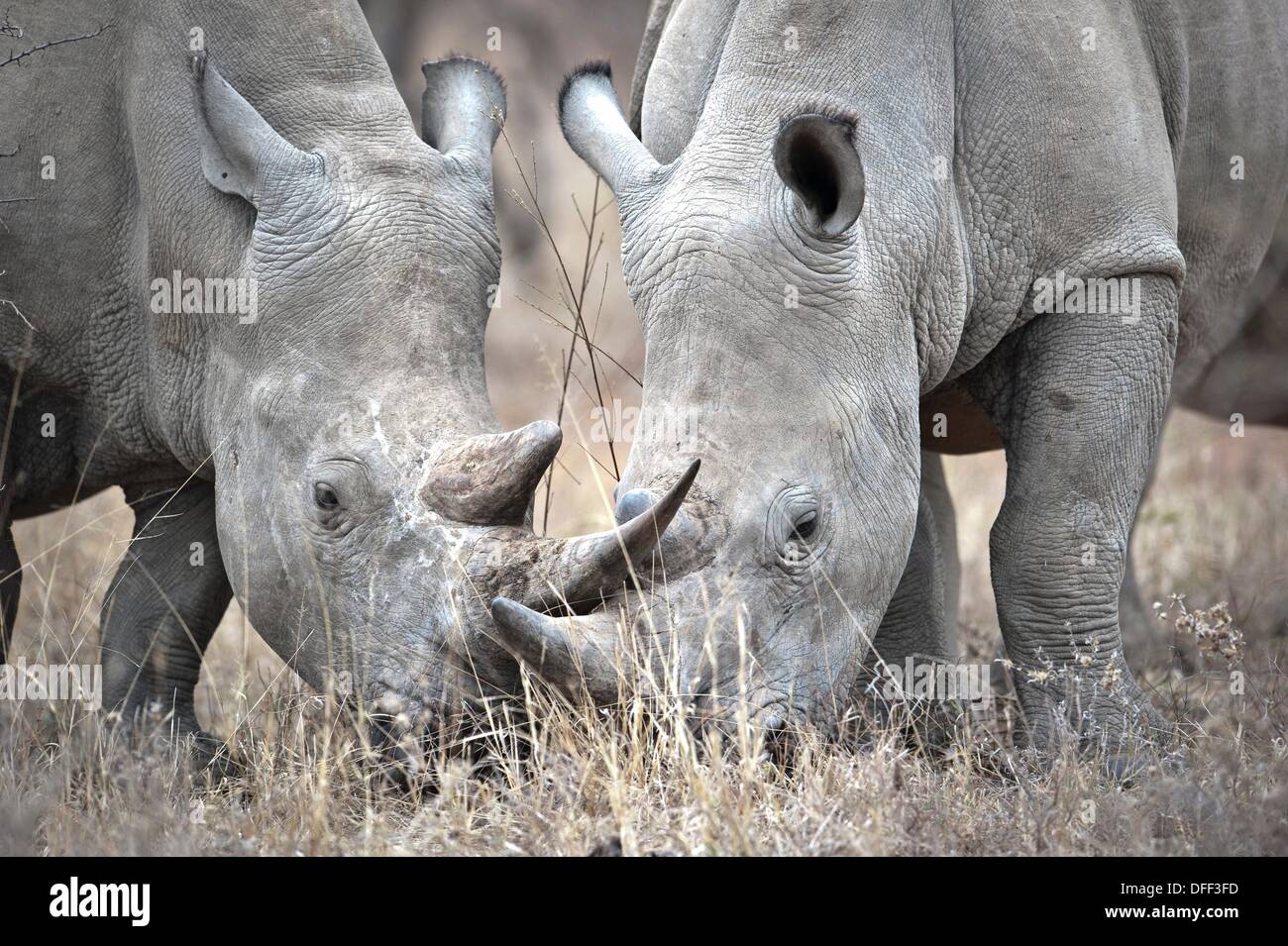 Rhinoceros horn cross hi-res stock photography and images - Alamy