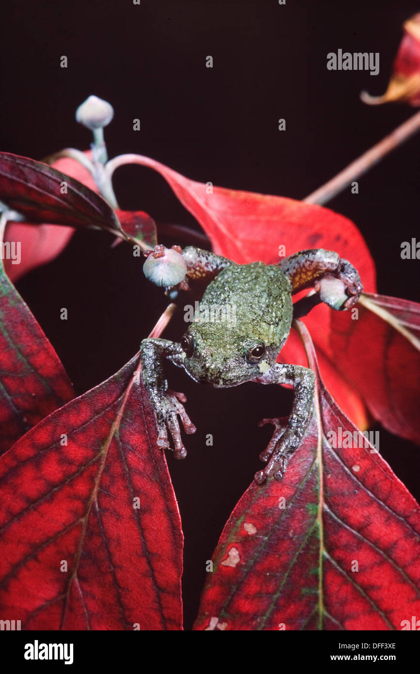 Gray tree frog on dogwood leaves in autumn Stock Photo - Alamy
