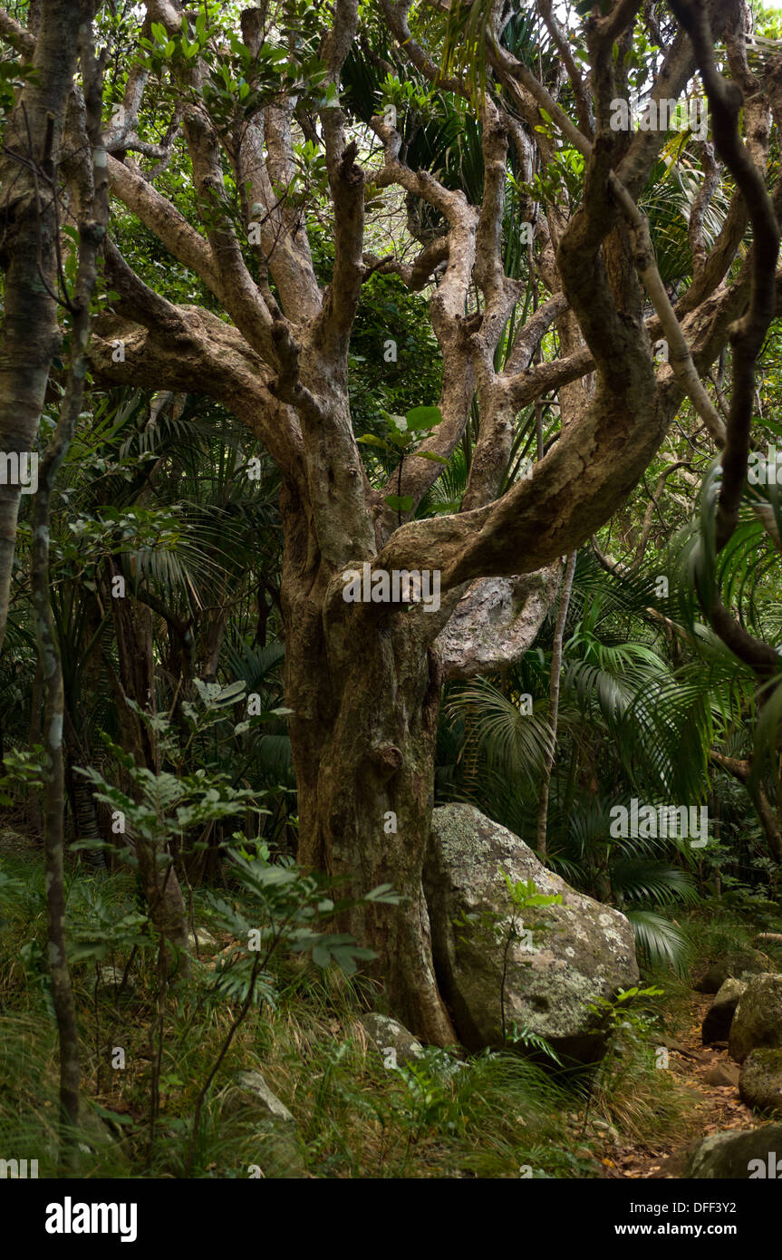 Gnarled tree in the mist forest on the summit of Mount Gower, Lord Howe ...