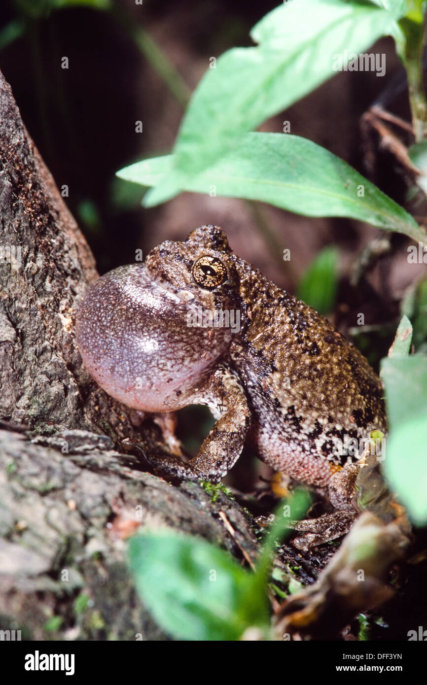 Gray Tree Frog - singing at night Stock Photo - Alamy