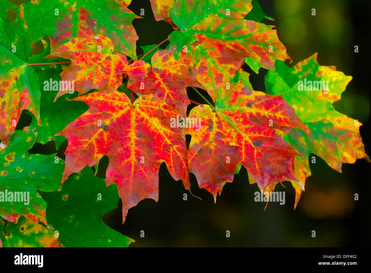 Autumn Maple Leaves changing colors with the seasons from summer to fall Stock Photo - Alamy