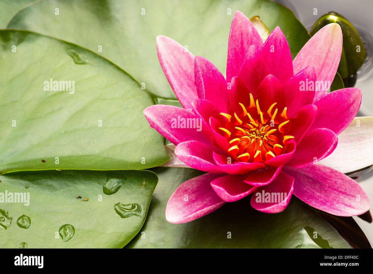 Red Nymphaea alba Stock Photo - Alamy