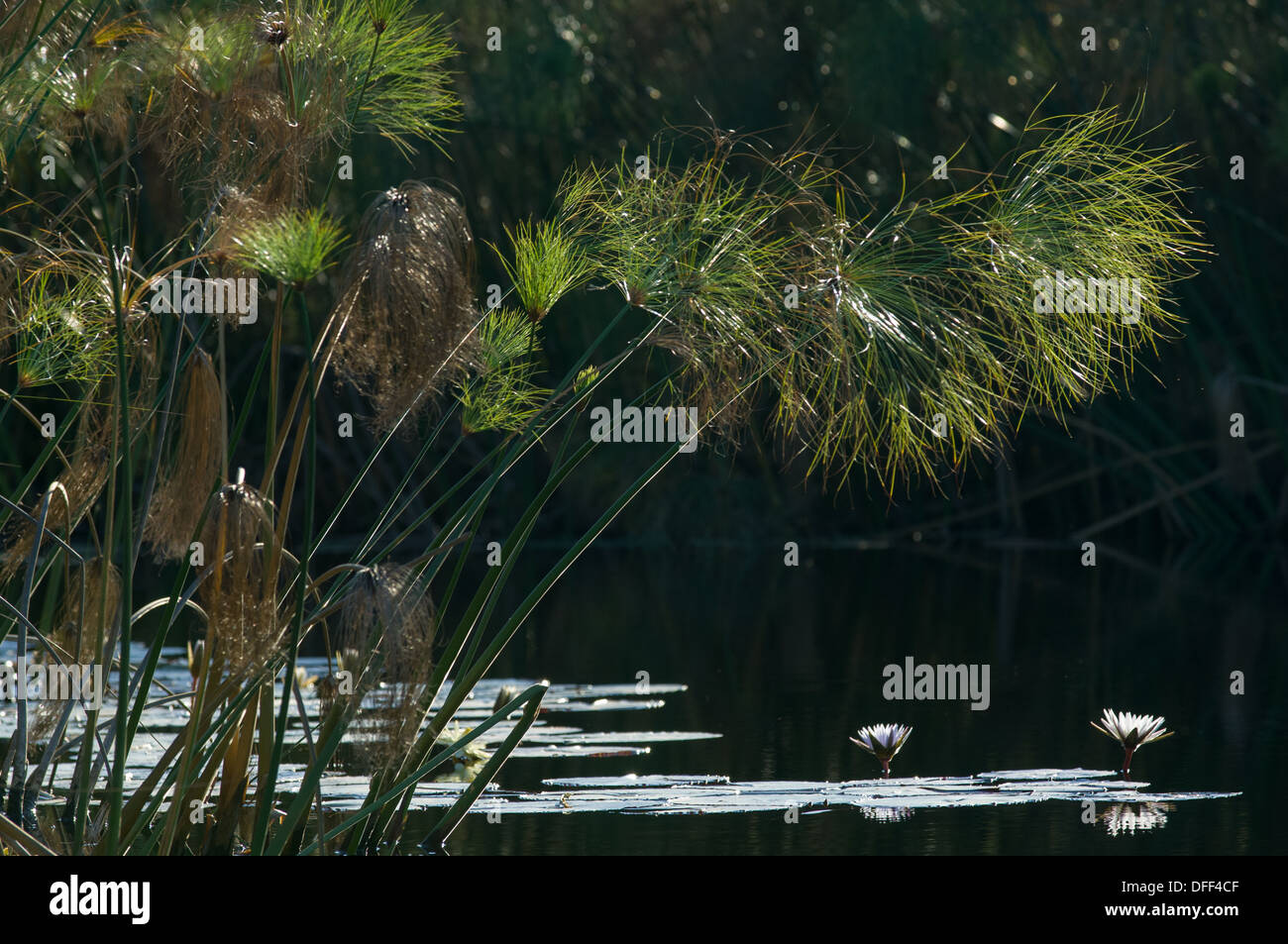 Aquatic sedge hi-res stock photography and images - Alamy