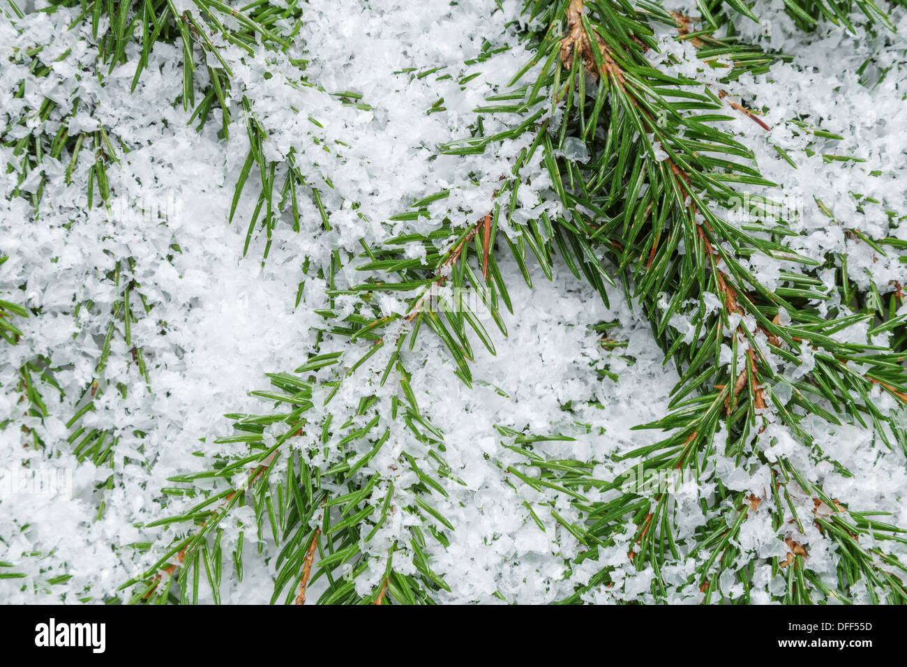 Natural framework fir twigs hi-res stock photography and images - Alamy