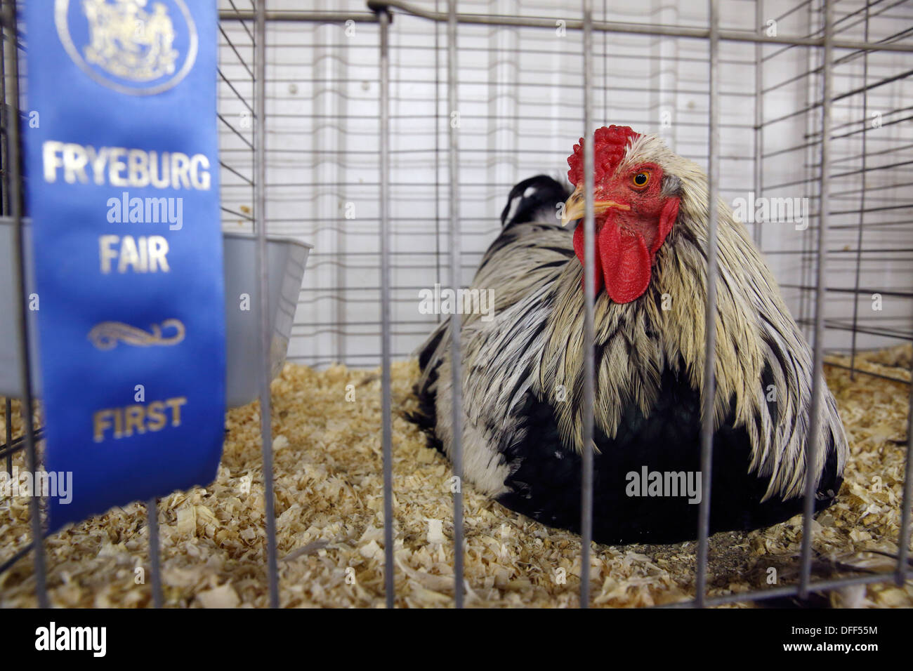 Prize winning rooster, Fryeburg Fair, Fryeburg, Maine, USA Stock Photo ...