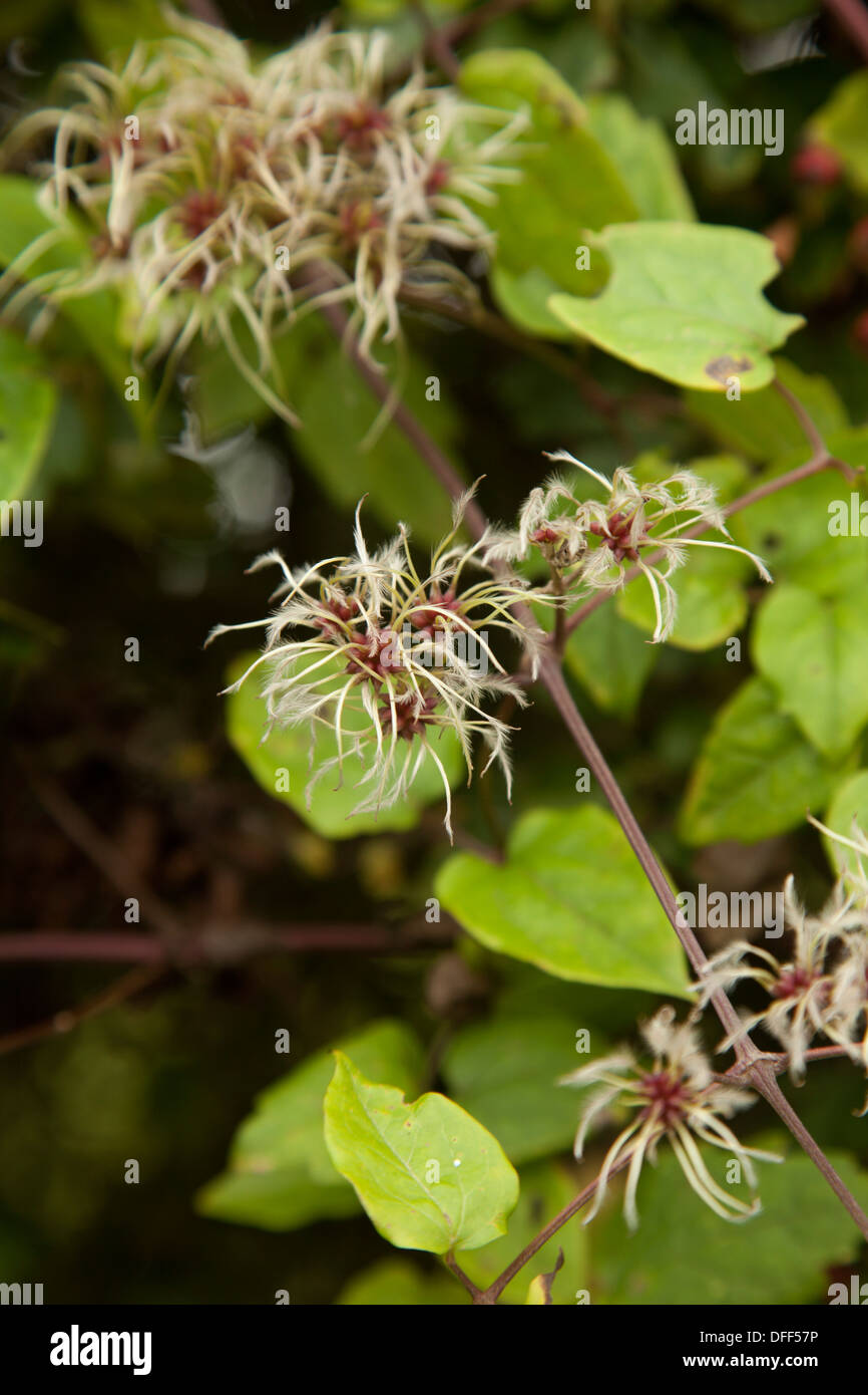 Seeding clematis hi-res stock photography and images - Alamy