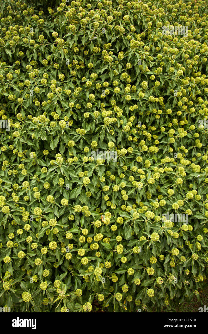 Ivy flowers hi-res stock photography and images - Alamy