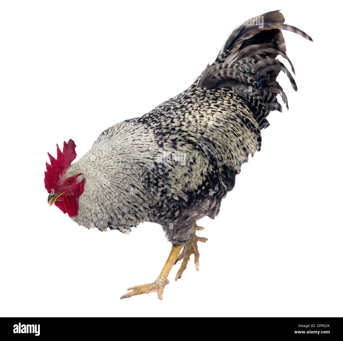 One live young rooster isolated on white background Stock Photo - Alamy