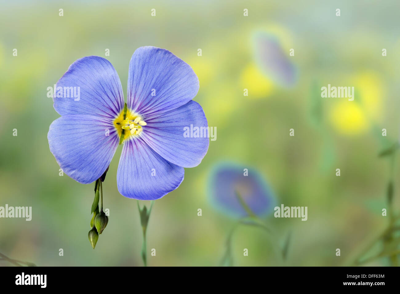 Wild flax hi-res stock photography and images - Alamy