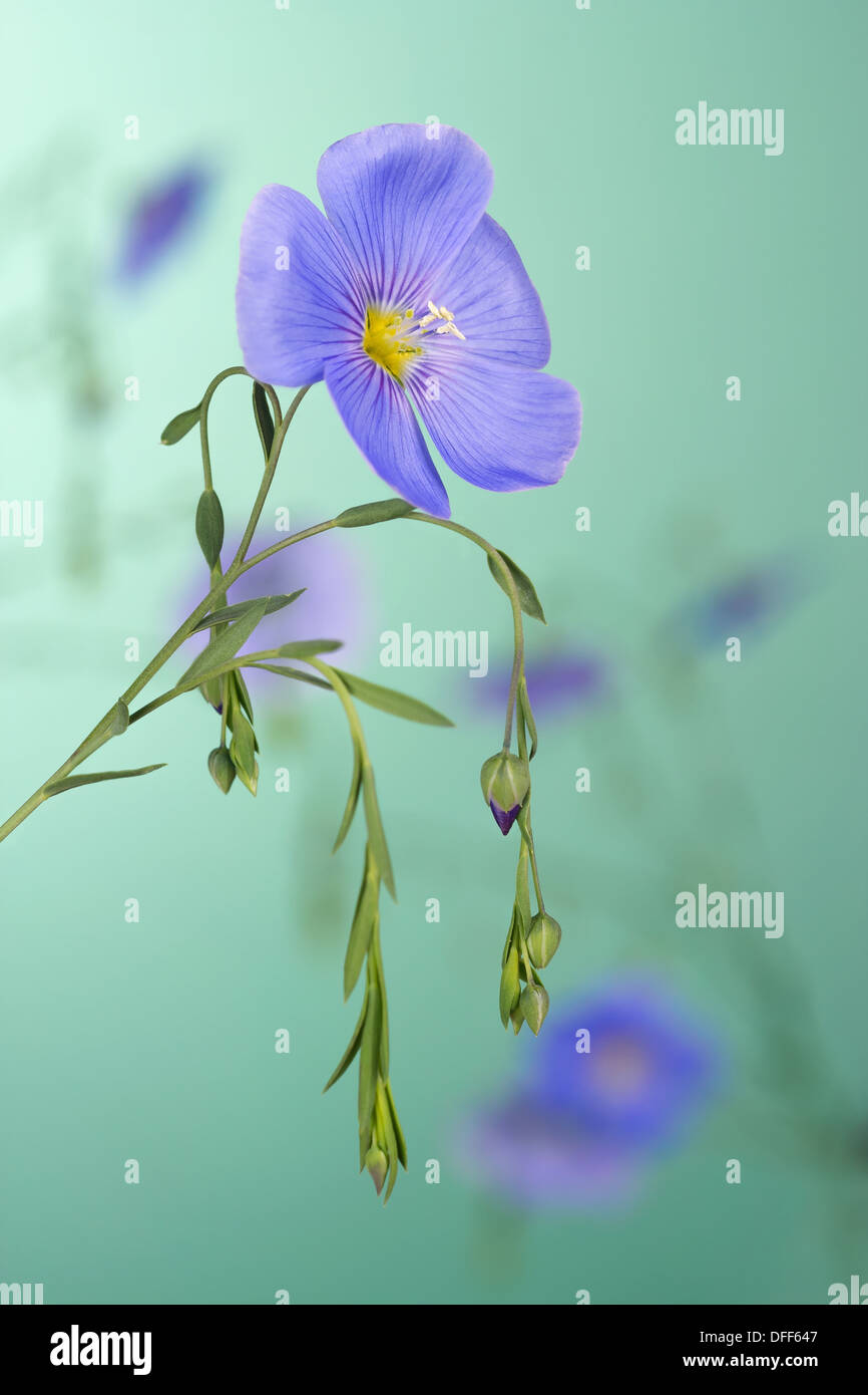 Wild flax hi-res stock photography and images - Alamy