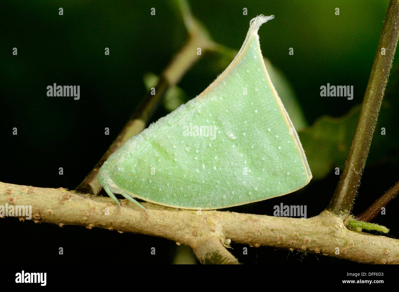 Little hopper hi-res stock photography and images - Alamy