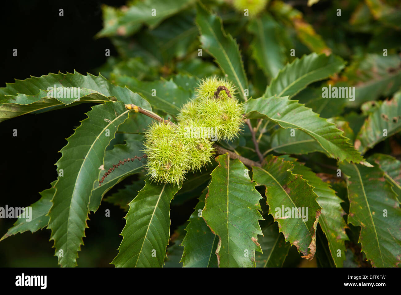 Tree leaves sweet chestnut hi-res stock photography and images - Alamy