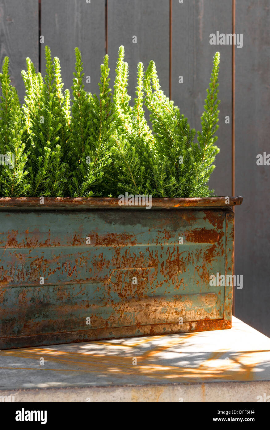 Green plants in sunlight, growing in a rusty metal container Stock ...