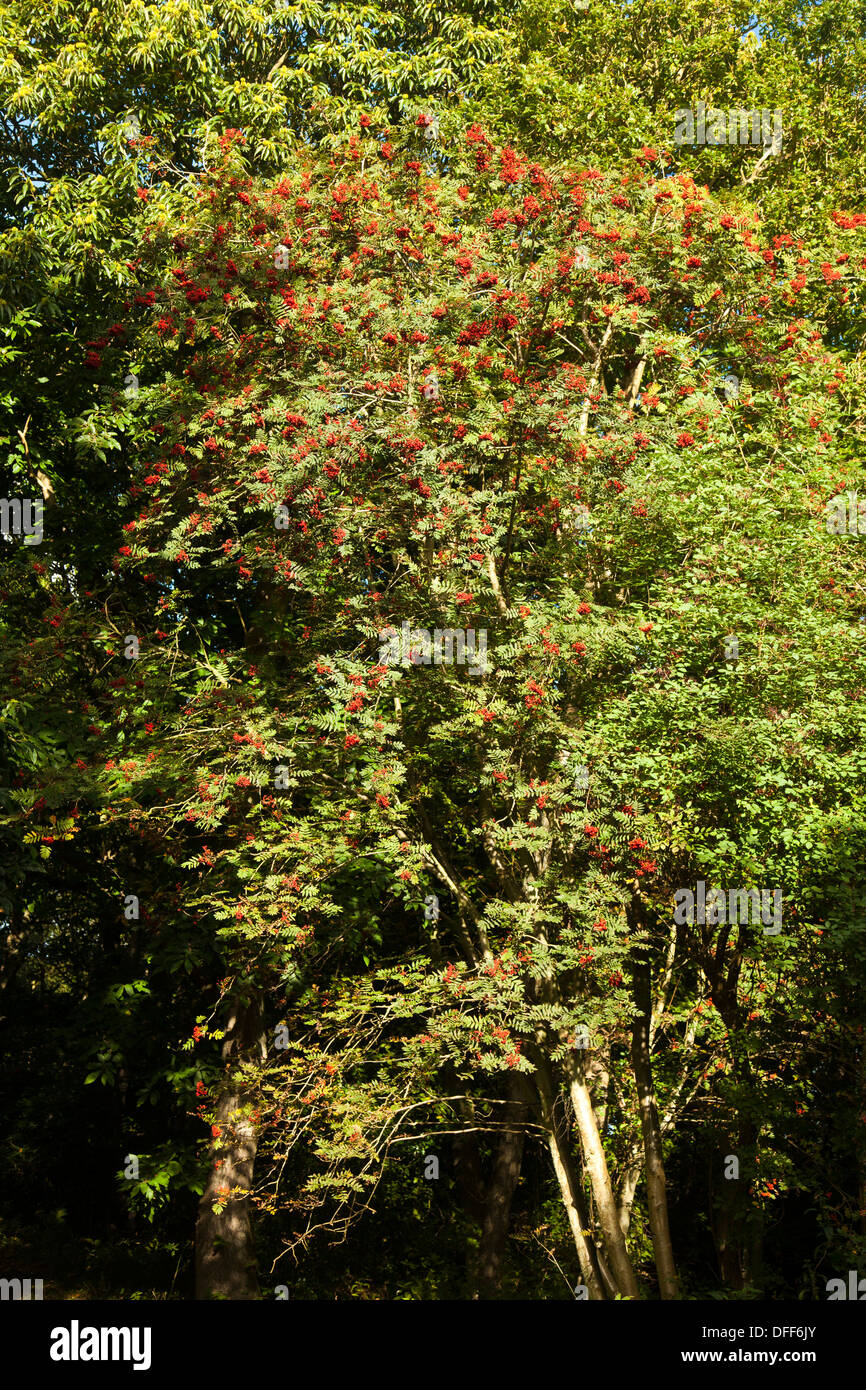 Rowan tree with berries Stock Photo - Alamy