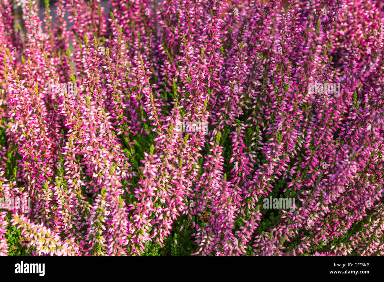 Light pink heather flowers hi-res stock photography and images - Alamy