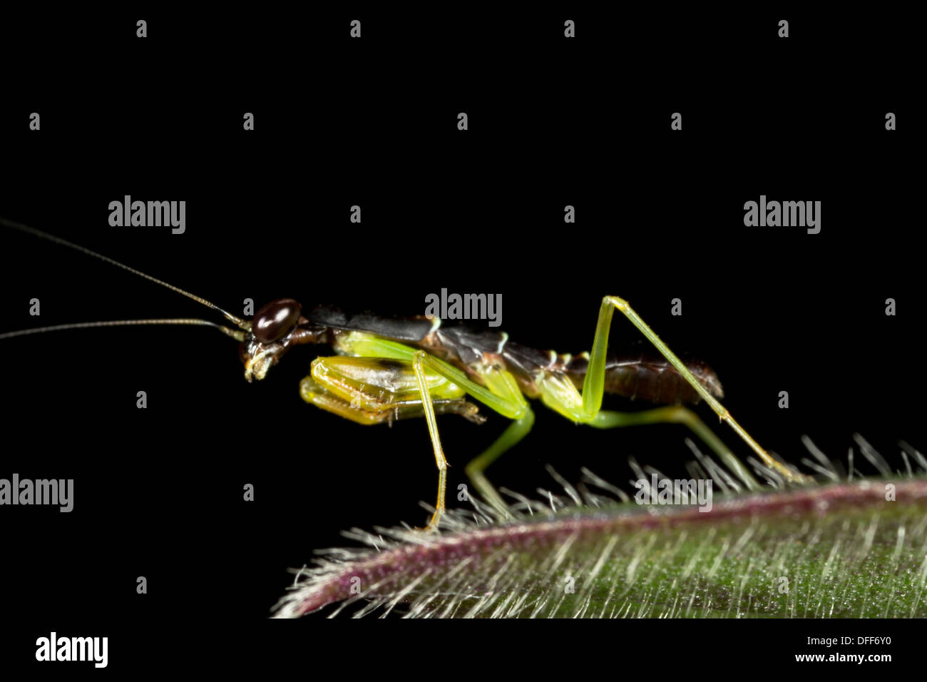 Ant mimic mantis hi-res stock photography and images - Alamy
