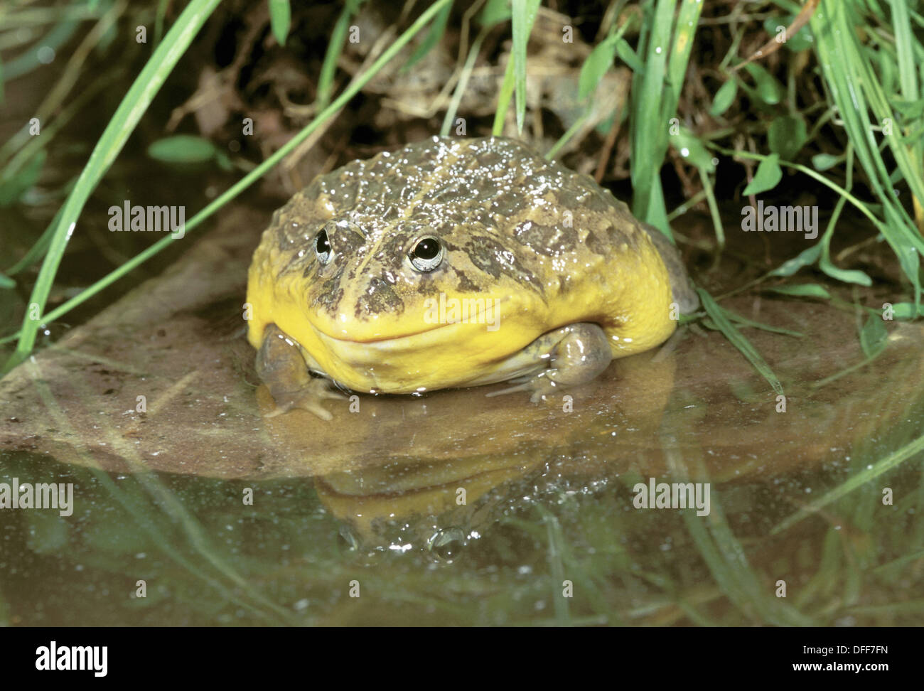 Tschudis hi-res stock photography and images - Alamy