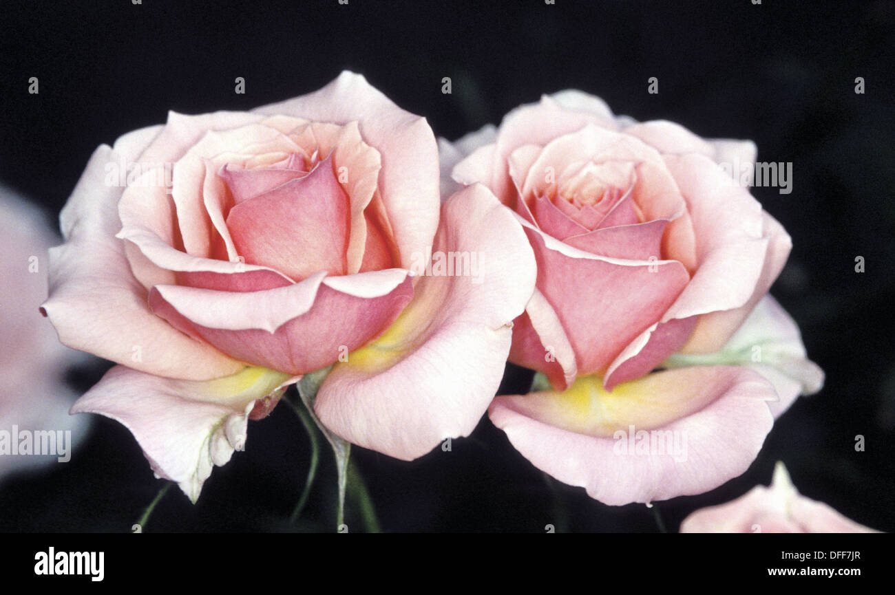 Bonica shrub rose hi-res stock photography and images - Alamy