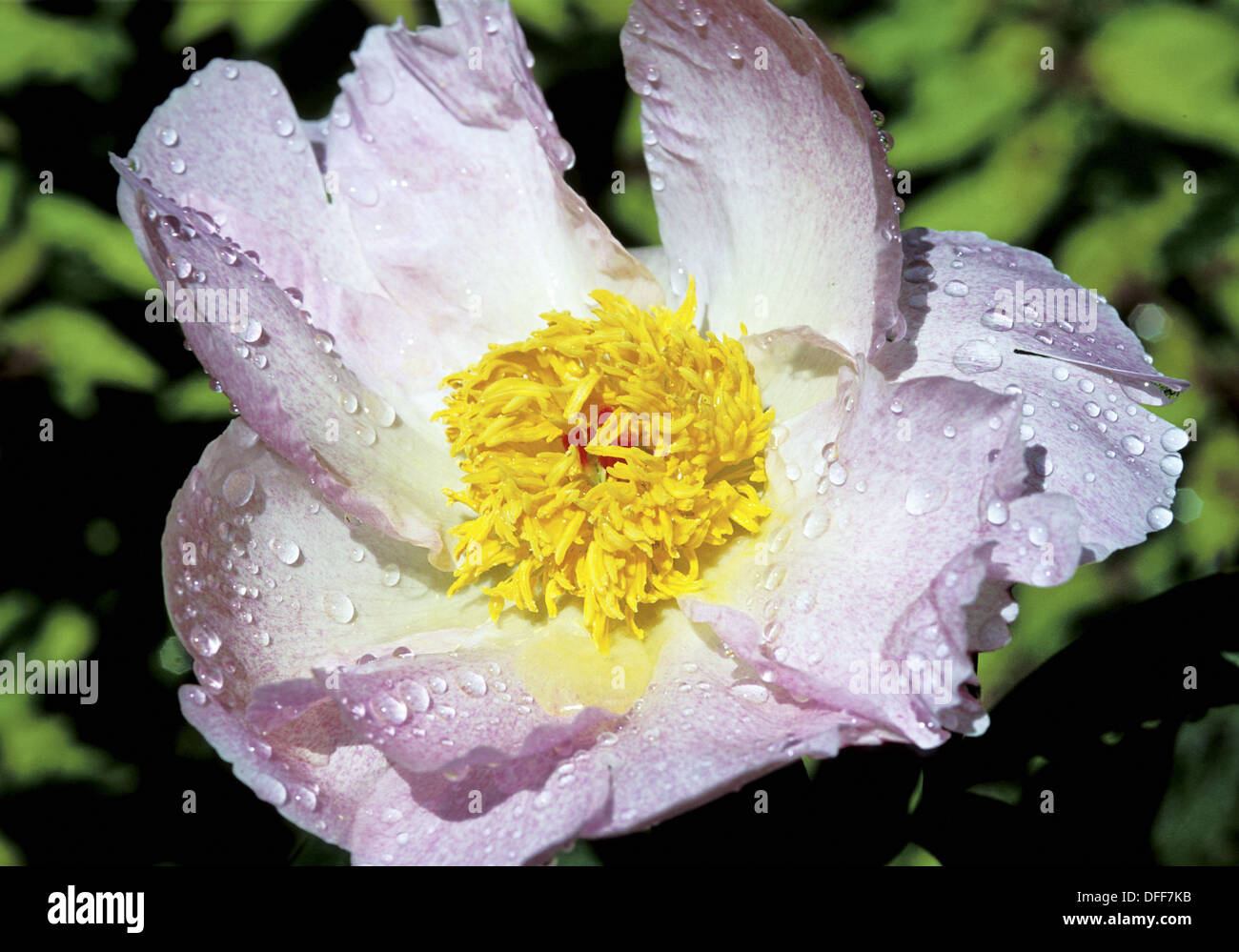 Tree peony japanese hi-res stock photography and images - Alamy