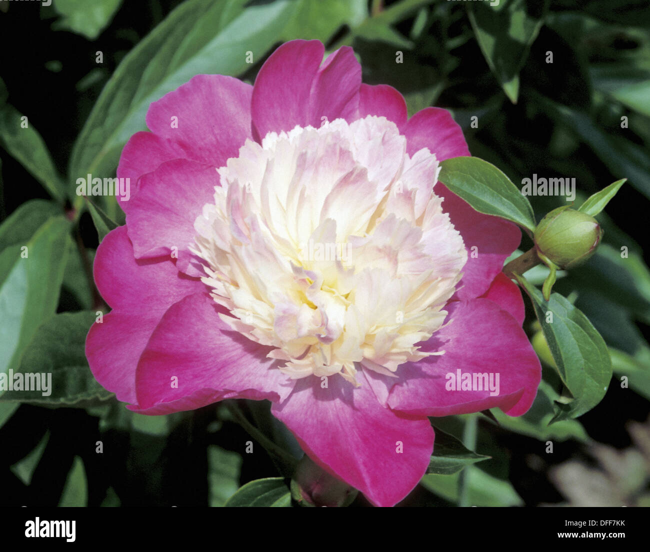 Tree peony japanese hi-res stock photography and images - Alamy
