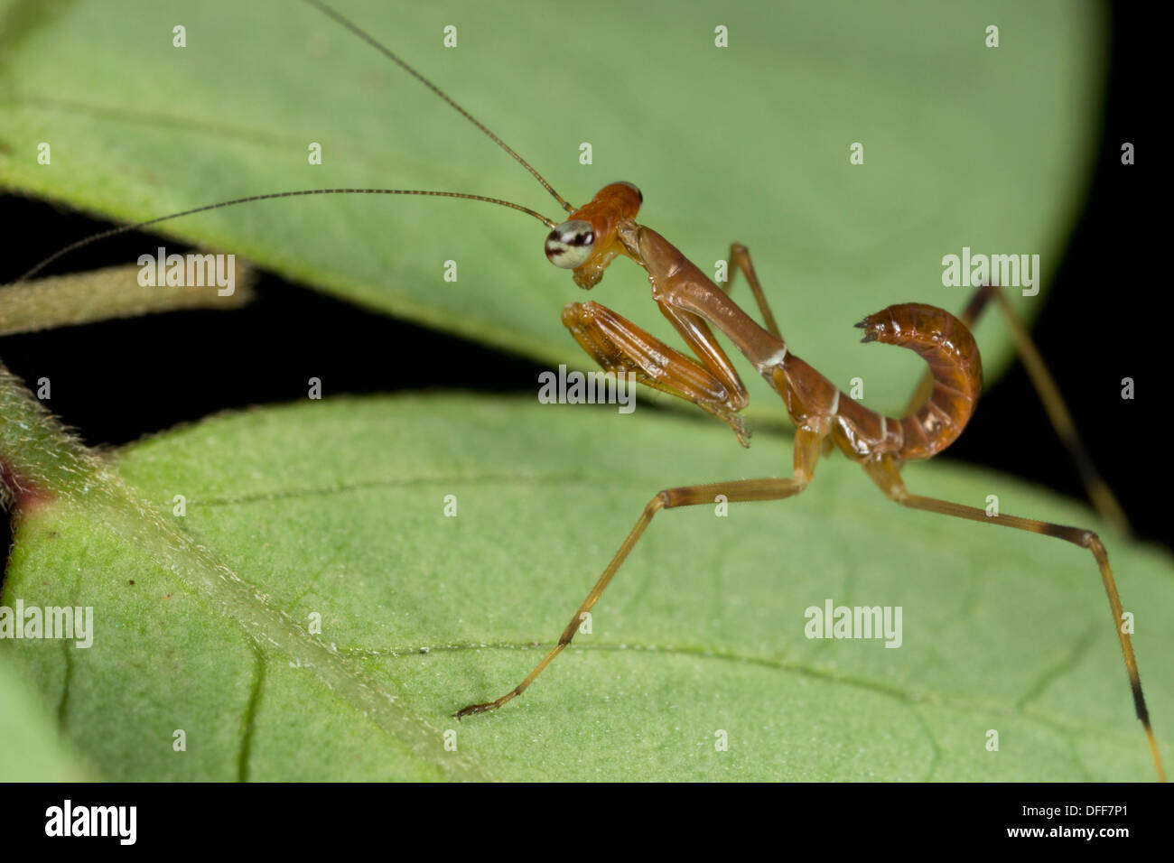 Ant mimic mantis hi-res stock photography and images - Alamy