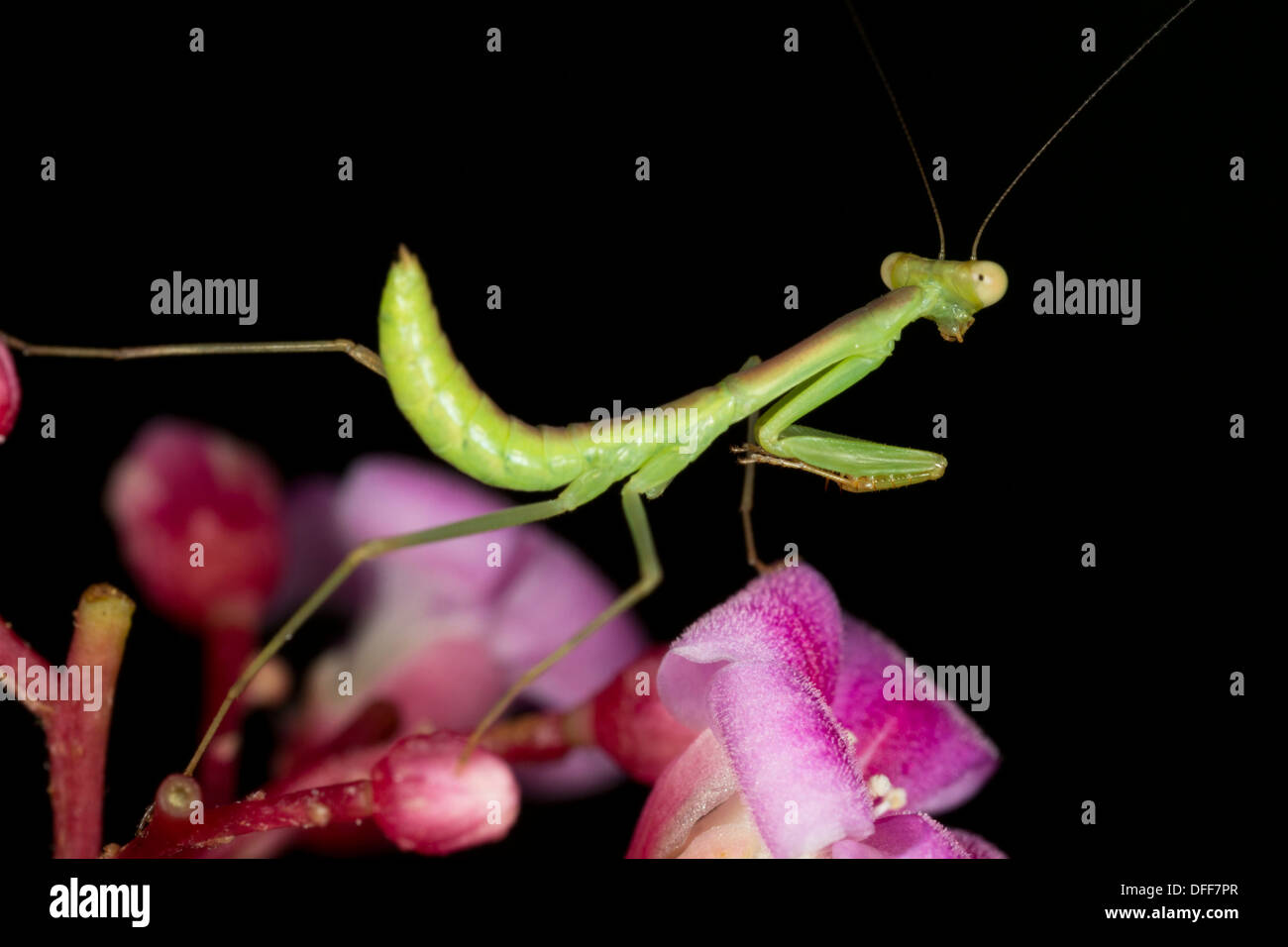 Ant mimic mantis hi-res stock photography and images - Alamy