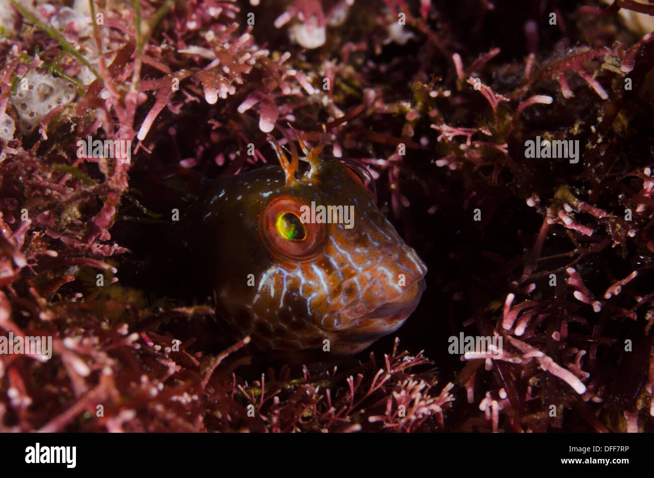 Parablennius marmoreus, the Seaweed blenny, underwater Alcatrazes ...