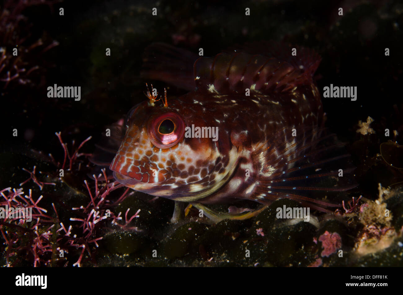 Parablennius marmoreus, the Seaweed blenny, underwater Alcatrazes ...