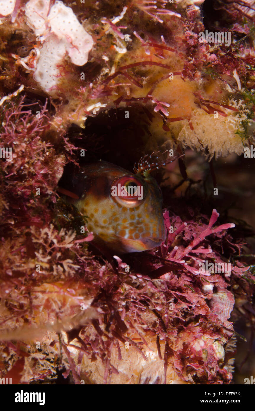 Parablennius marmoreus, the Seaweed blenny, underwater Alcatrazes ...