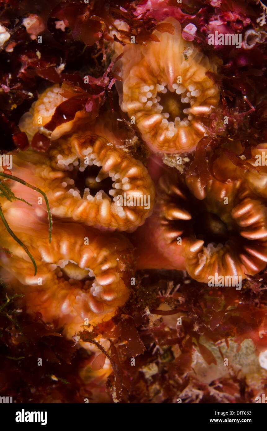 astrangia braziliensis reef coral underwater close up polyp at Laje de ...