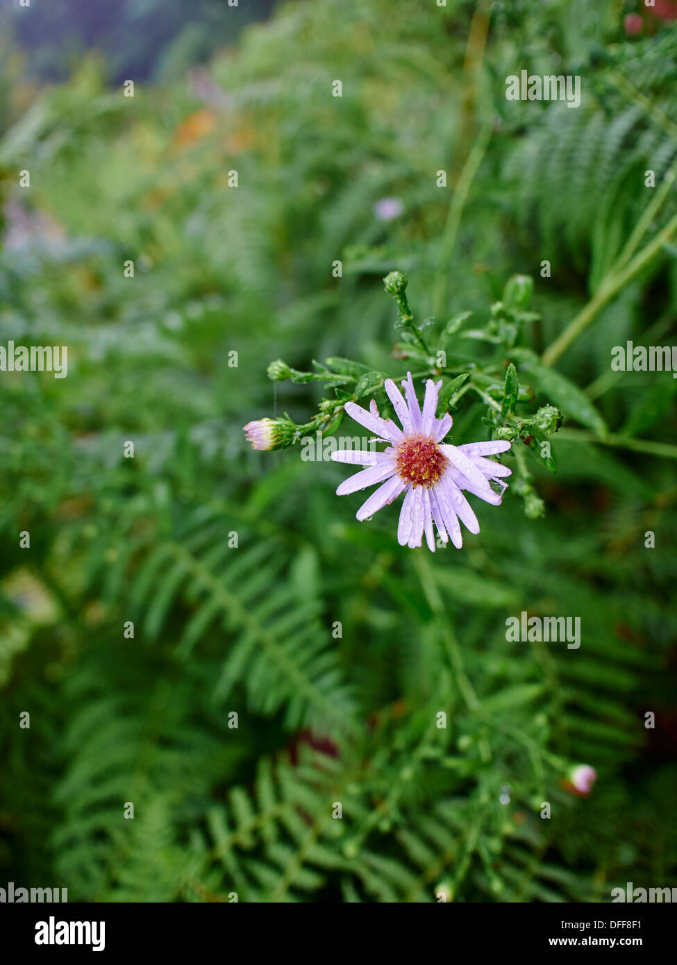 Didina 100 years anniversary ; Pârâu de Vale, Godineşti, Gorj, Romania ...