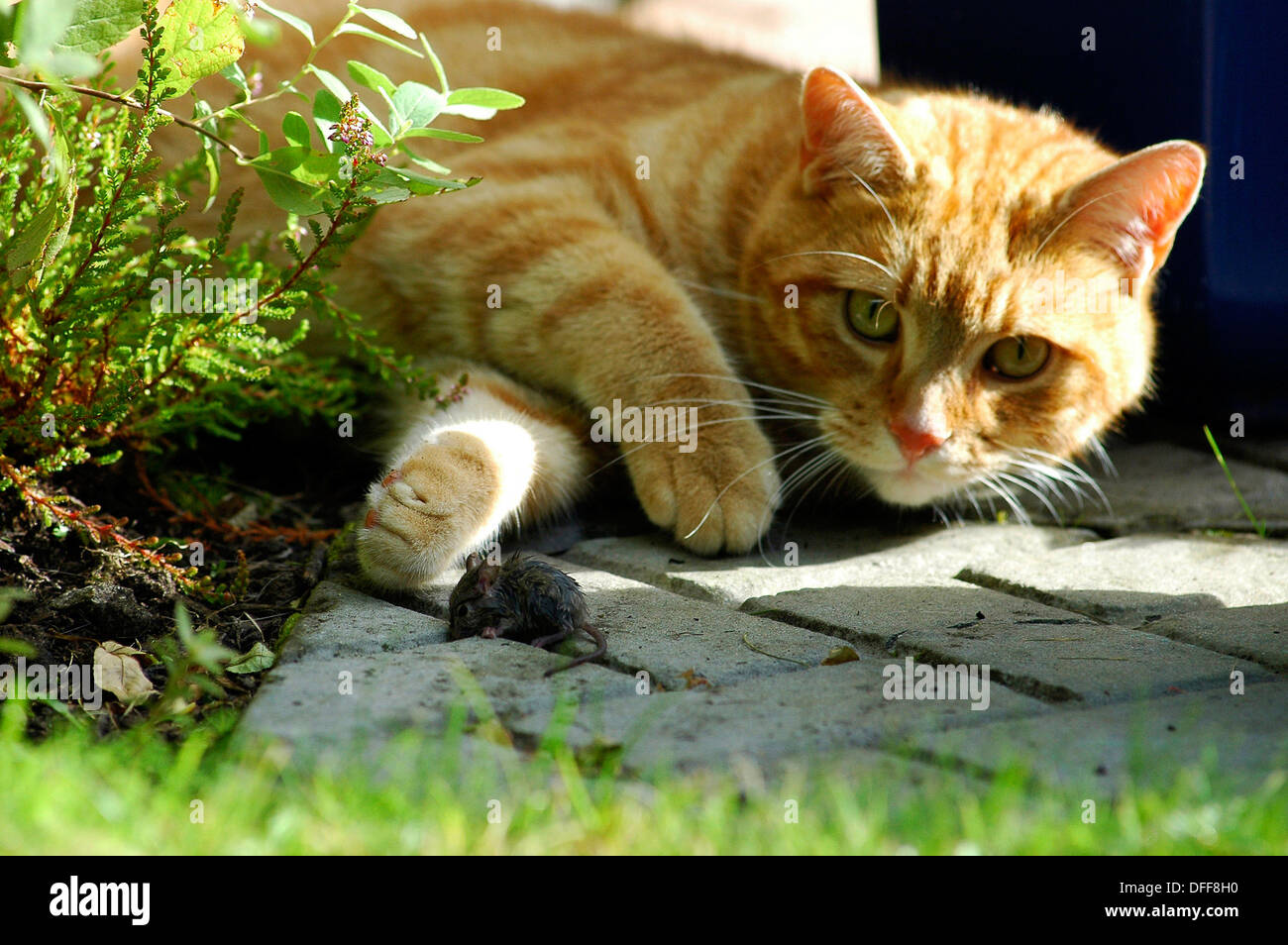 Ginger cat watching injured mouse in garden Stock Photo - Alamy