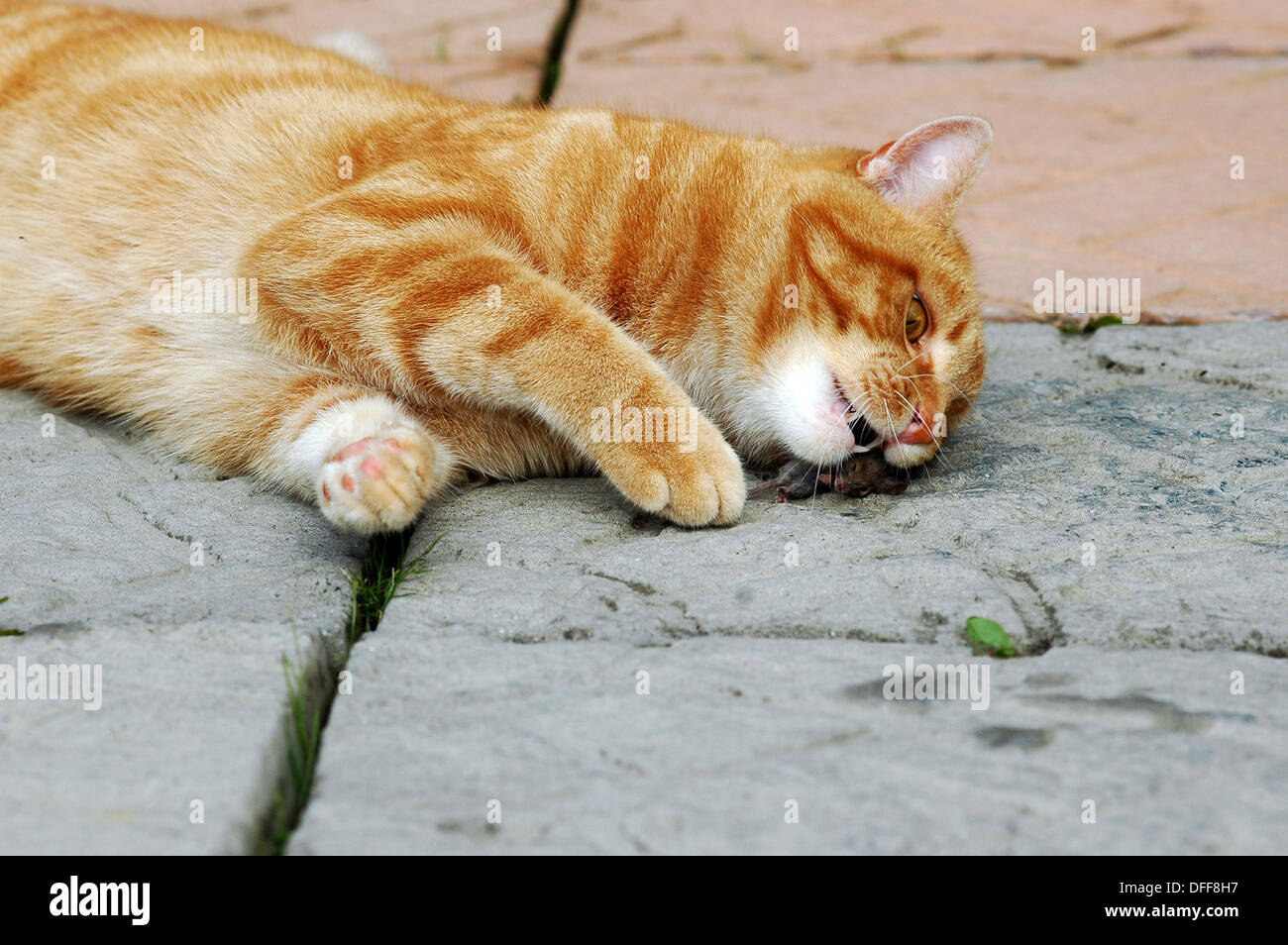 Cat mouse in garden hi-res stock photography and images - Alamy