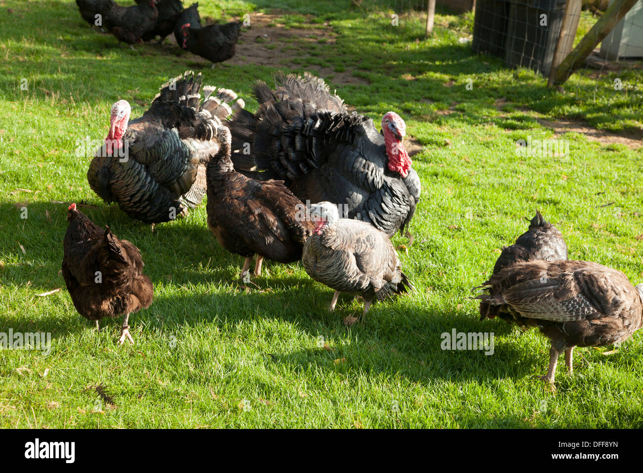 Broad Breasted Bronze Turkey