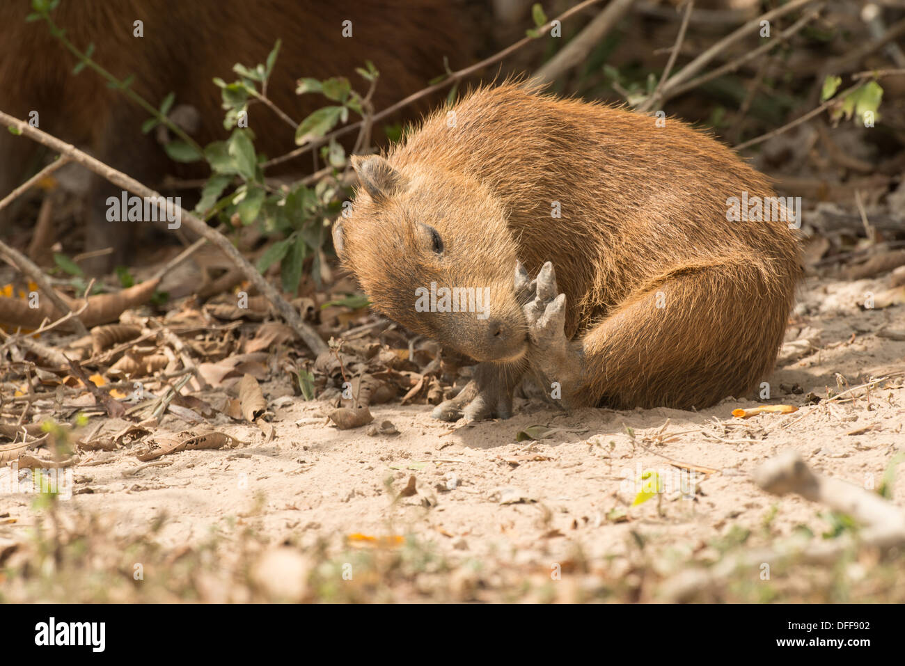 Capybara baby hi-res stock photography and images - Alamy