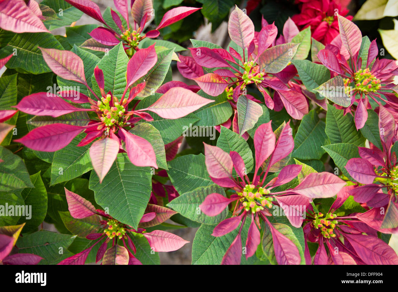 Purple poinsettias hi-res stock photography and images - Alamy