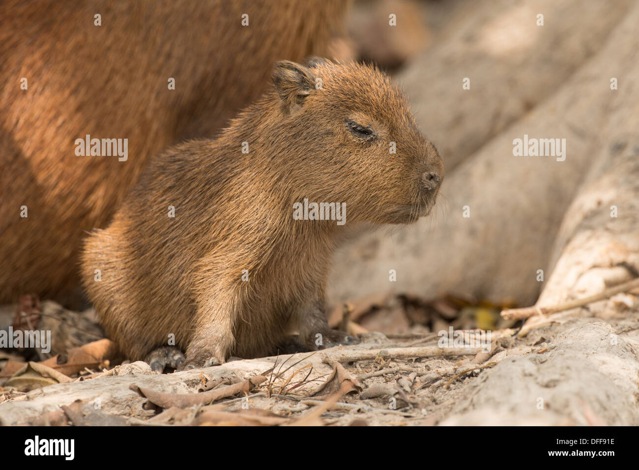 Capybara baby hi-res stock photography and images - Alamy