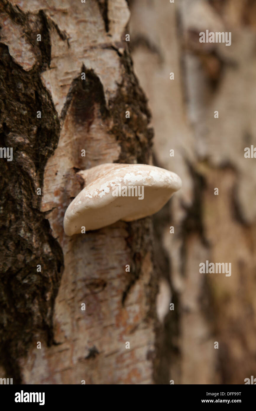 Bracket fungus on silver birch Stock Photo - Alamy
