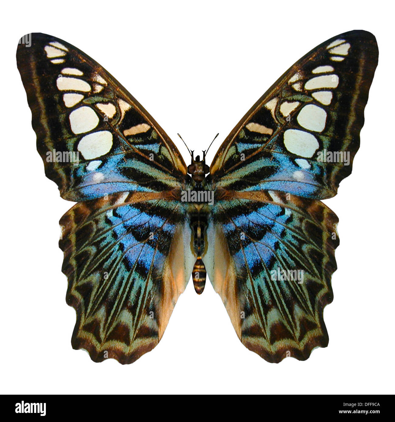 3D digital render of a blue clipper butterfly (Parthenos sylvia), a ...