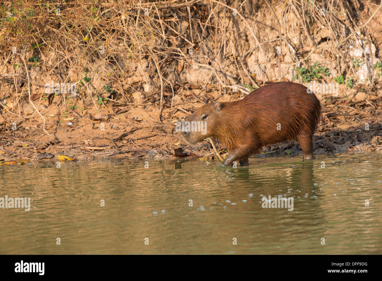 Capybara walking hi-res stock photography and images - Alamy
