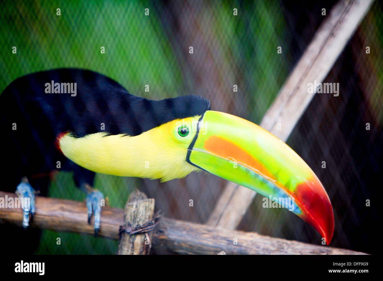 Perching toucan hi-res stock photography and images - Alamy