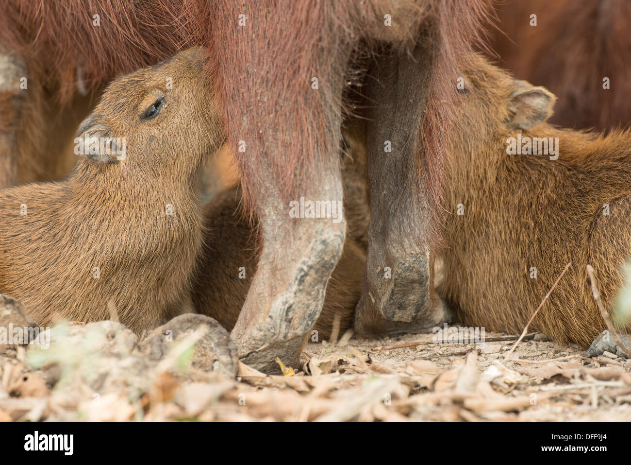 Capybara pups nursing hi-res stock photography and images - Alamy