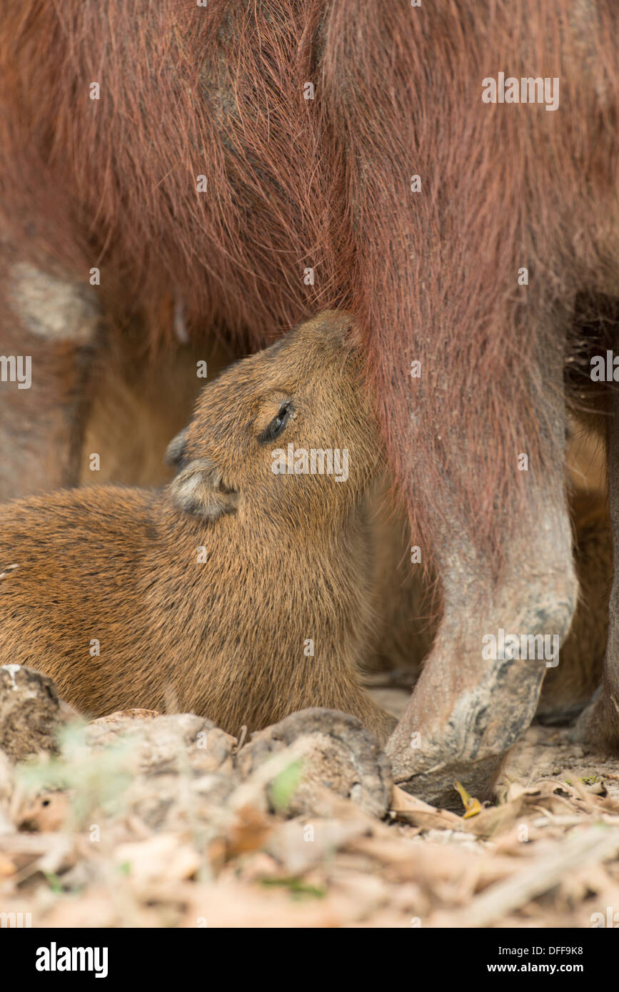 Stock photo of capybaras nursing, Pantanal, Brazil Stock Photo - Alamy