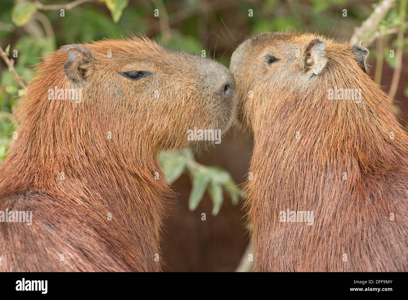 Stock photo of closeup of two adult capybaras Stock Photo - Alamy