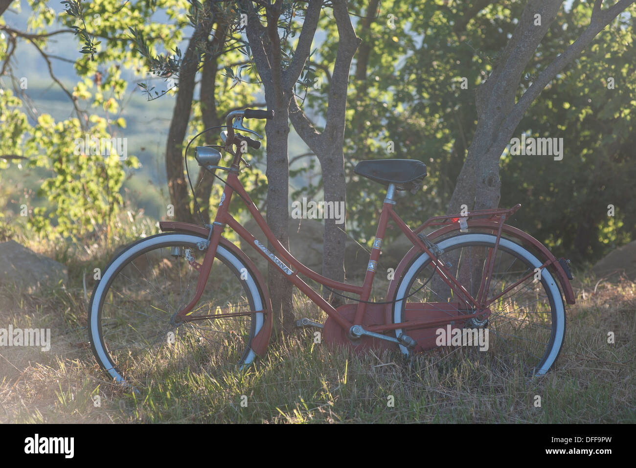A red bicycle parked under an olive tree Stock Photo - Alamy