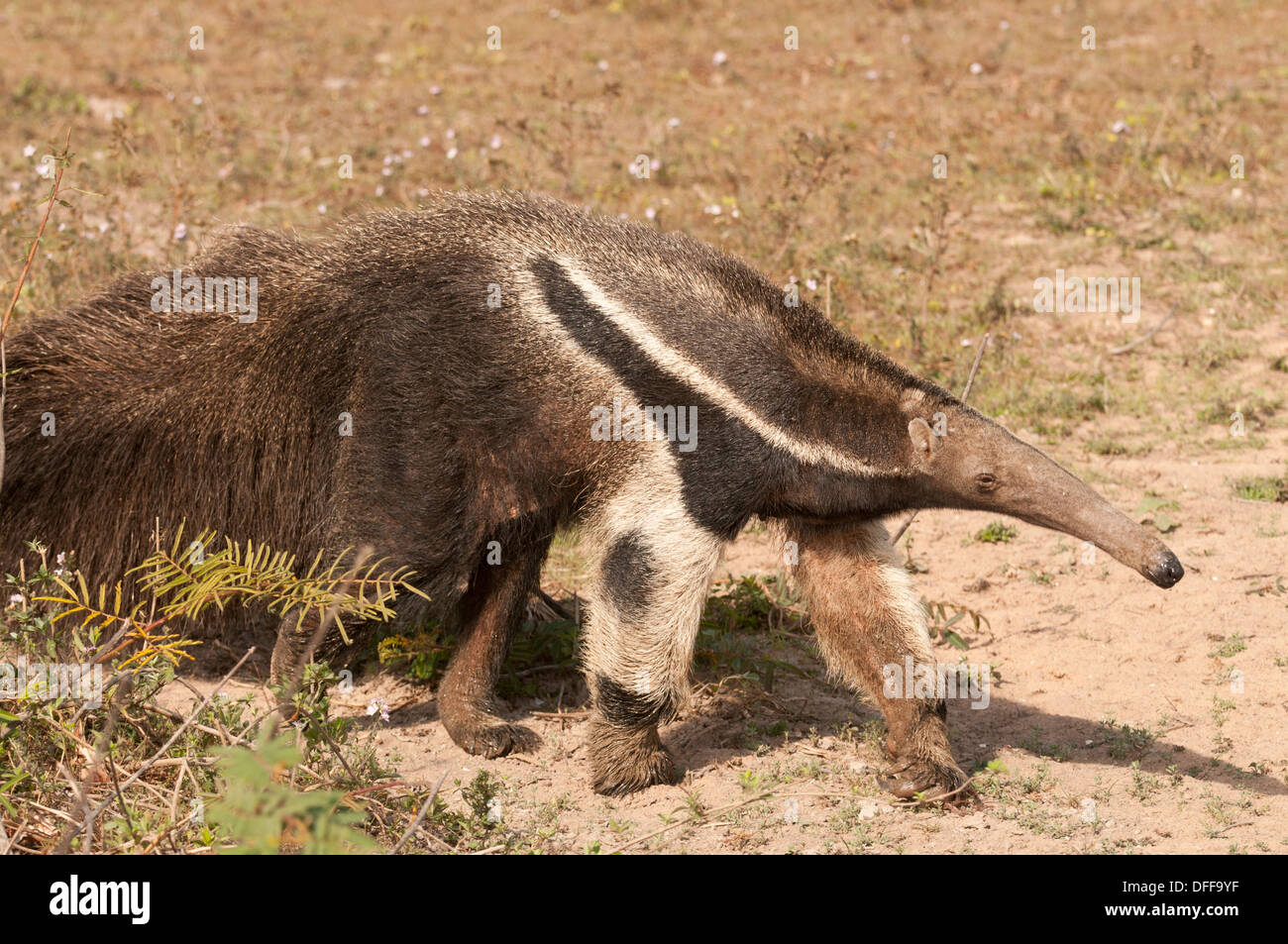 Giant anteater walking, Pantanal, Brazil Stock Photo - Alamy