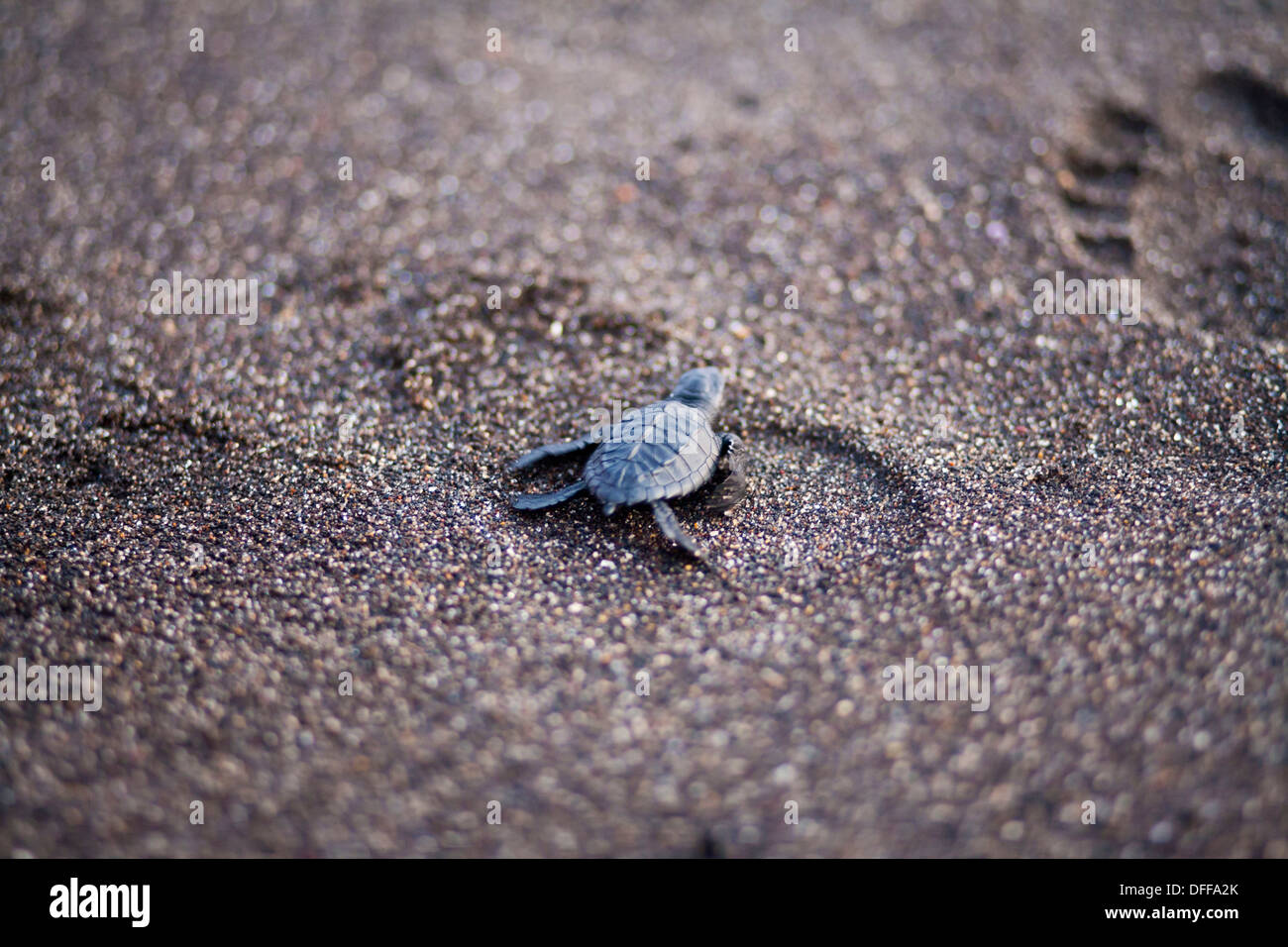 Baby leatherback sea turtle hi-res stock photography and images - Alamy